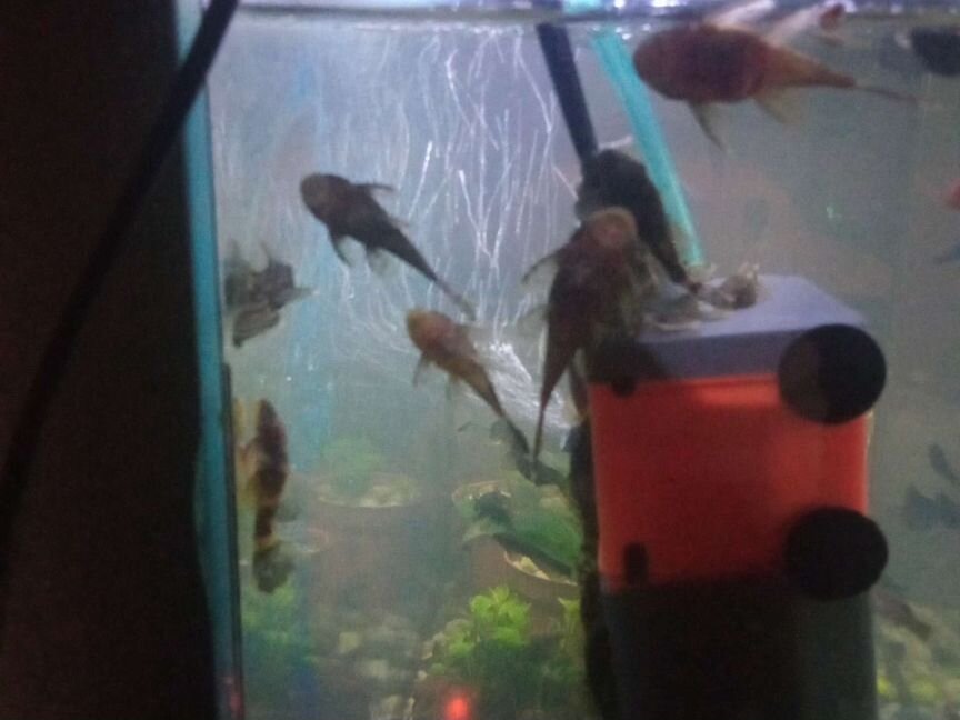 Аквариумные рыбки. Сомики Анциструс