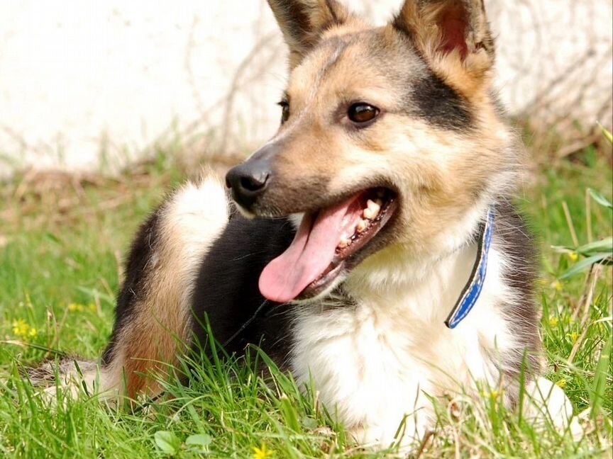 Небольшой молодой пёс кобель