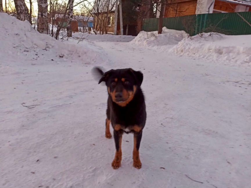 Отличный охранник ищет дом