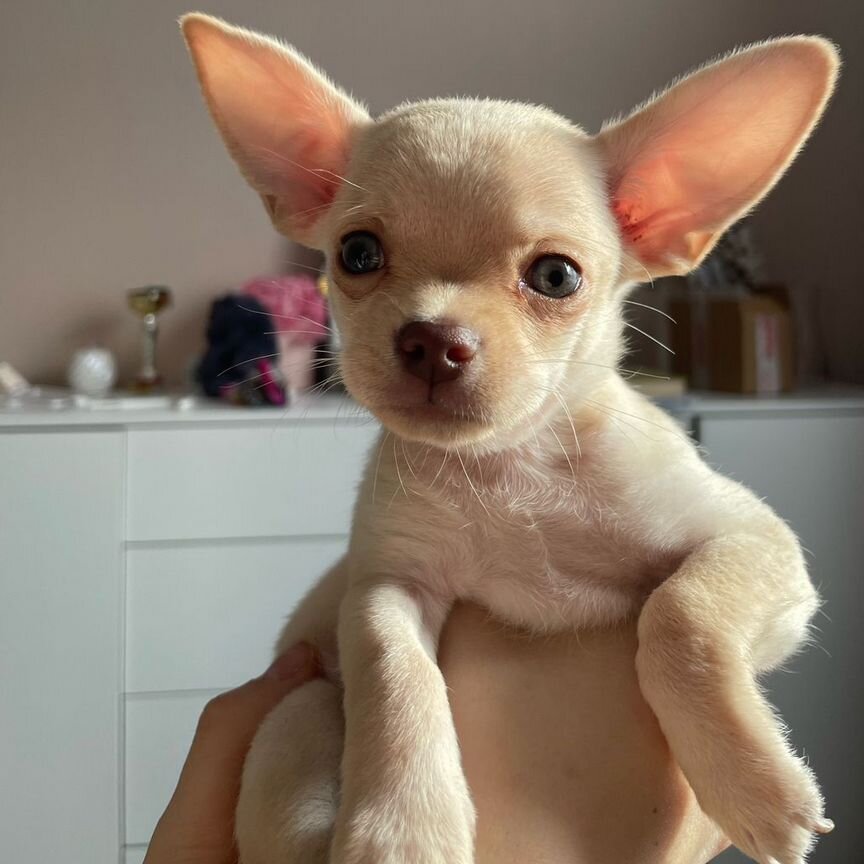 Чихуахуа, щенок
