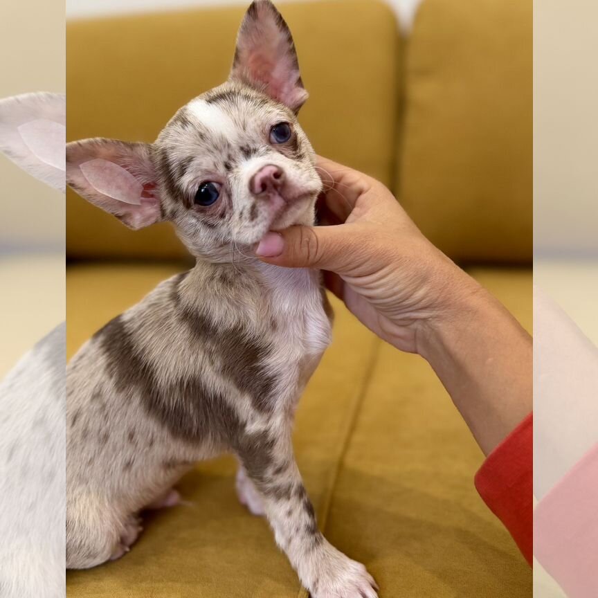 Чихуахуа, щенок