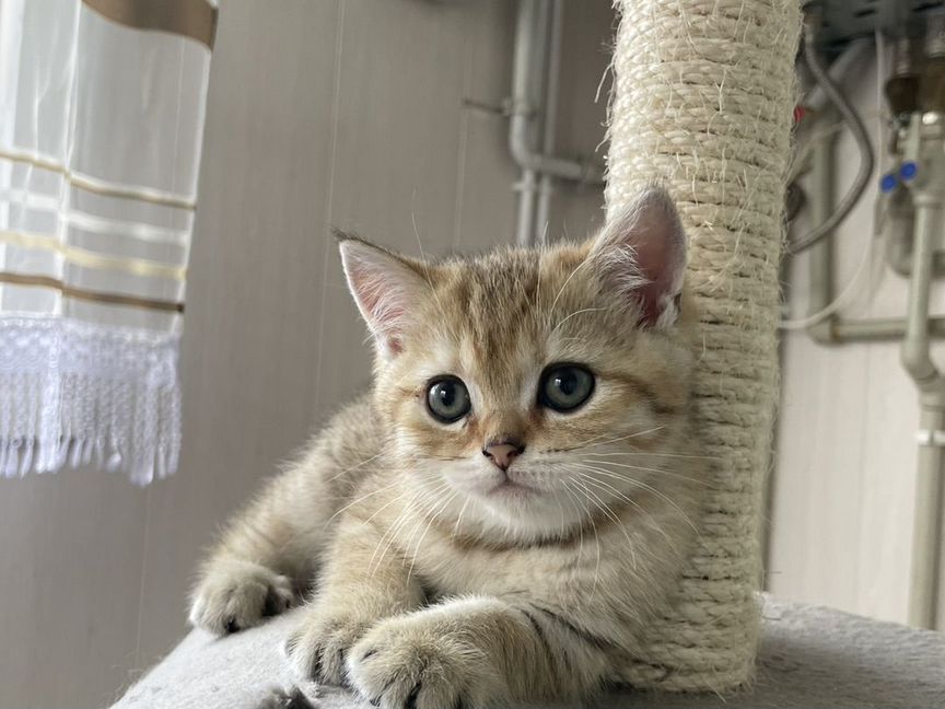 Шотландские котята серебристая и золотая шиншилла