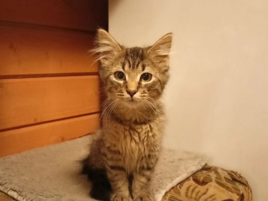 Котенок