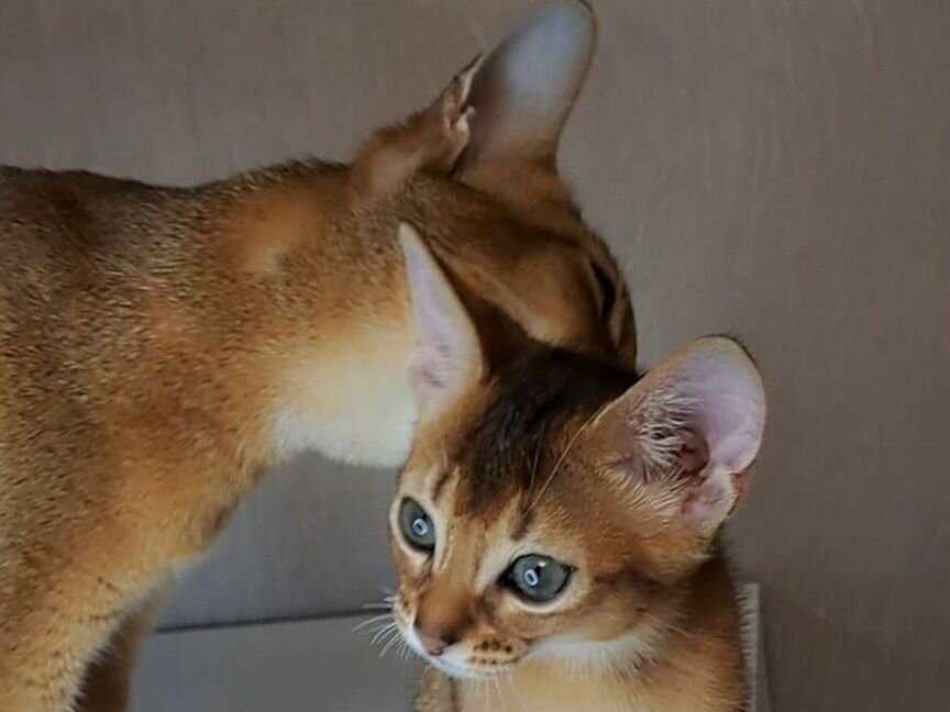 Абиссинская малышка с документами