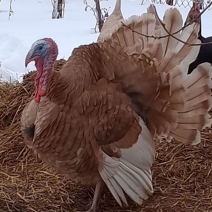 Индюк красный бурбон