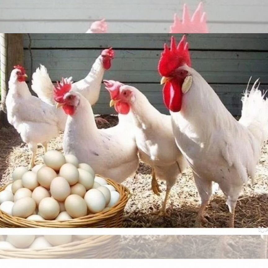 Куры несушки продам