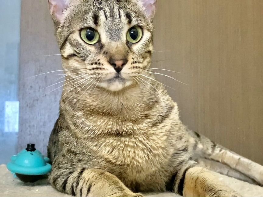 Кошка саванна