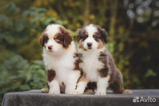 Щенки аусси мальчики и девочки