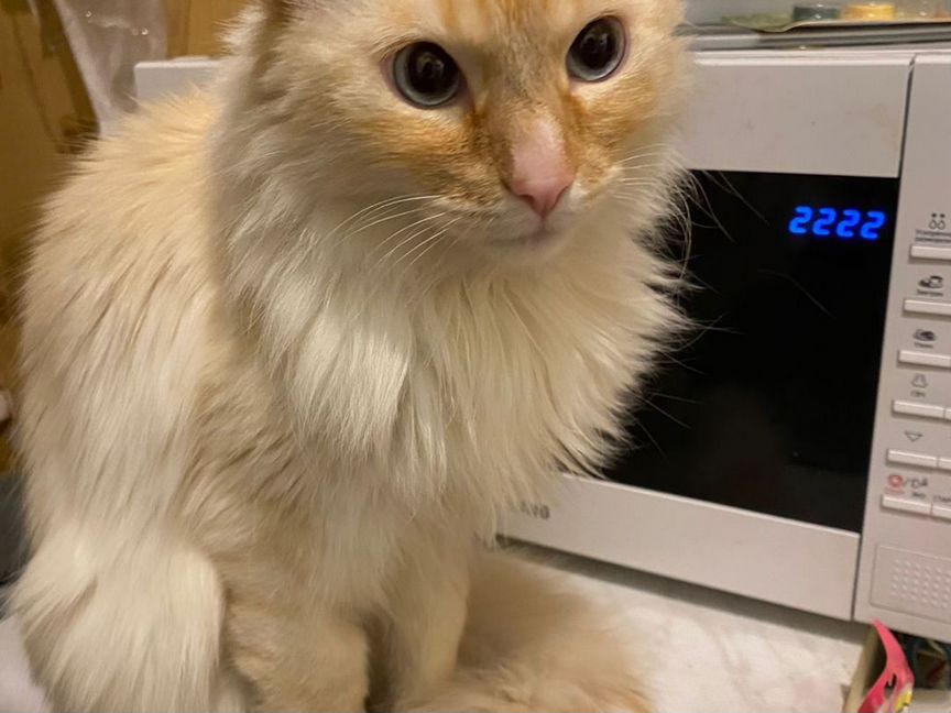 Кошка