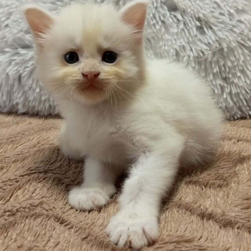 Котята мейн-кун