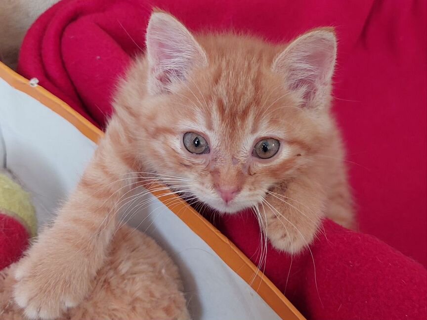 Котенок.Девочка 1,5 месяца