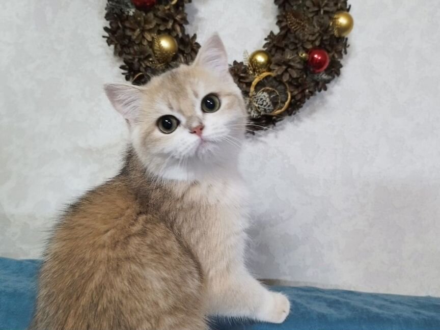 Британские котята окраса золотые шиншиллы