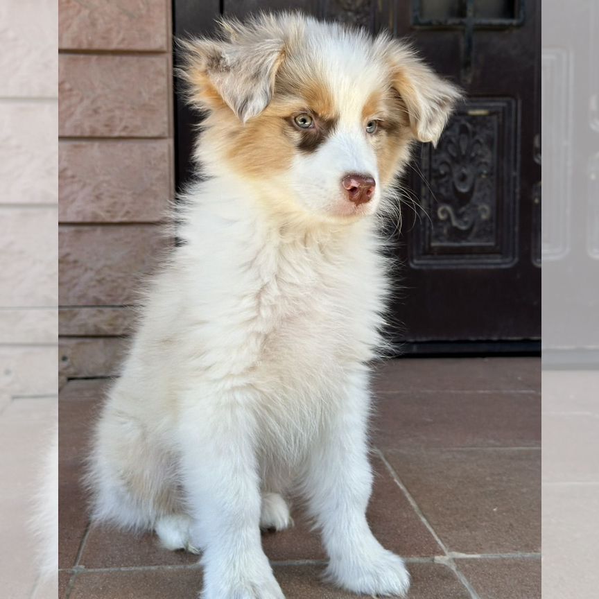 Австралийская овчарка, щенок