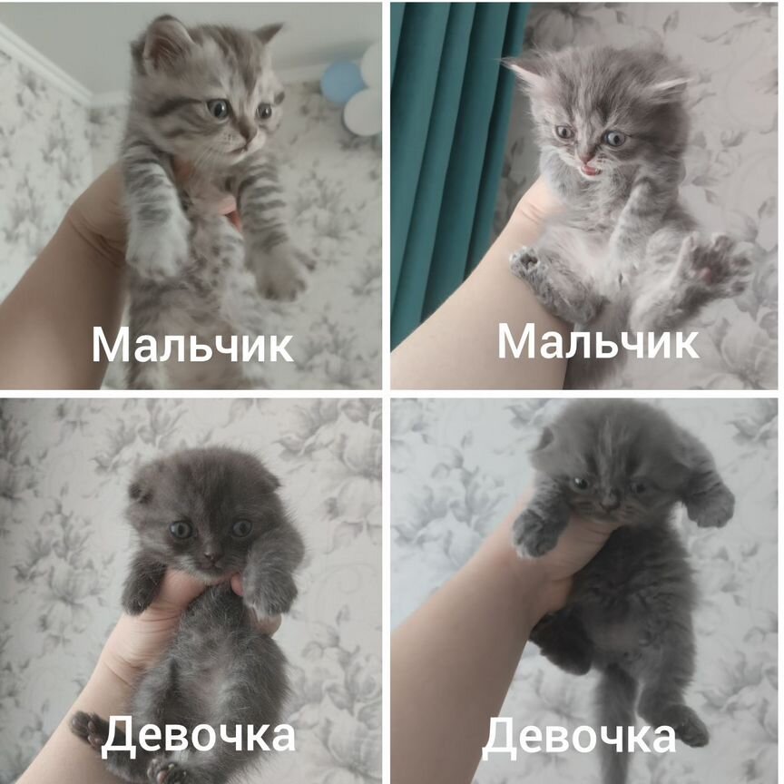 Котята