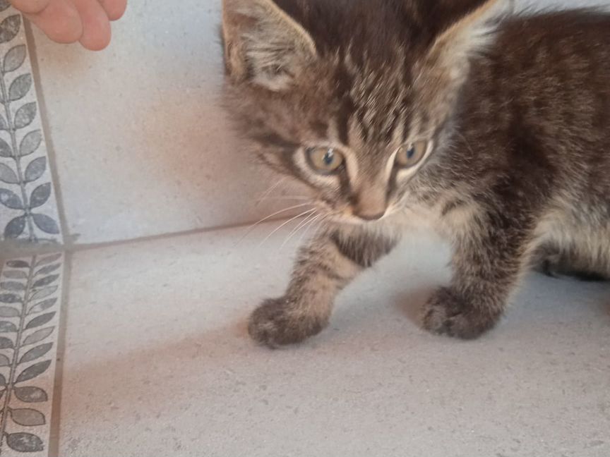 Котята породы Курильский бобтейл