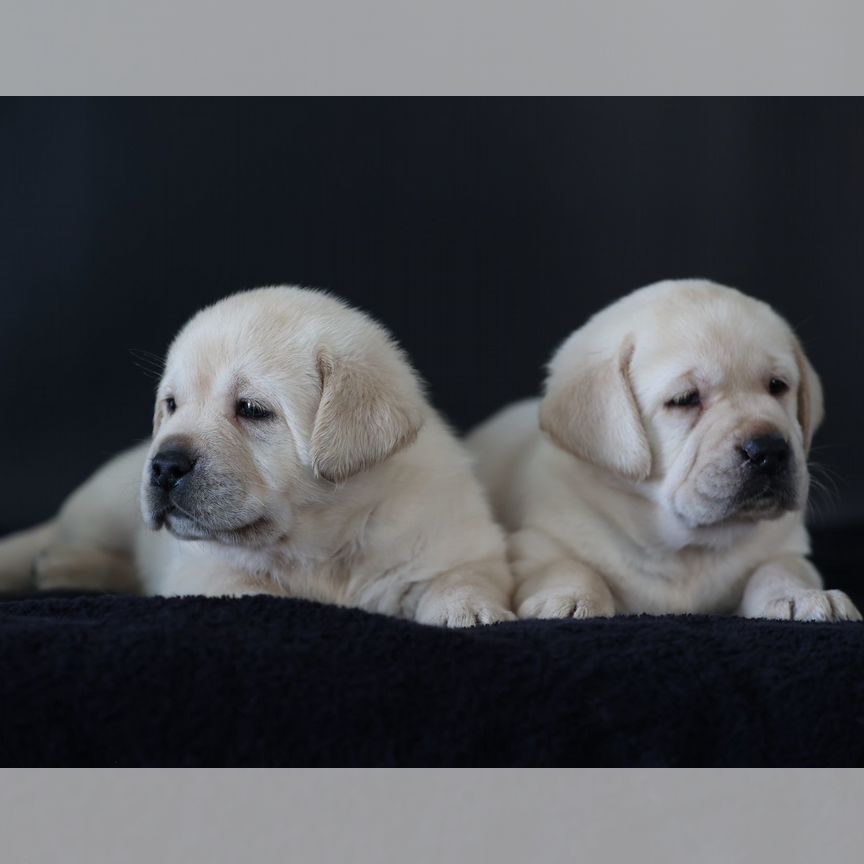 Лабрадор-ретривер, щенок