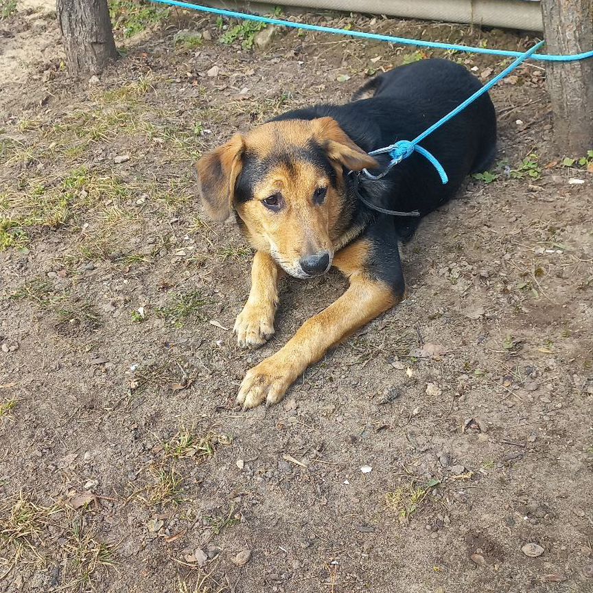 Щенок в добрые руки бесплатно калуга