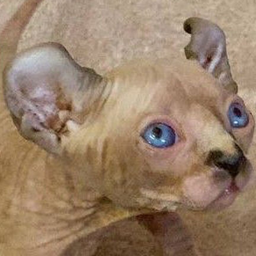 Канадский сфинкс котёнок