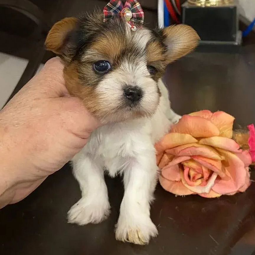 Йоркширский терьер, щенок