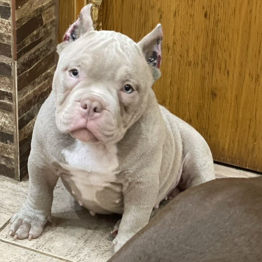Американский булли, щенок
