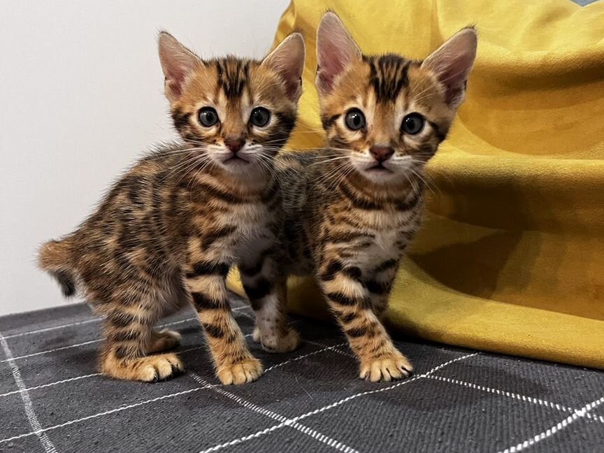 Бенгальская