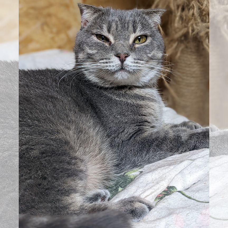 Кошка в дар