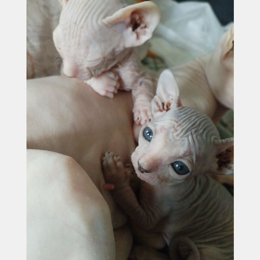 Донской сфинкс котята