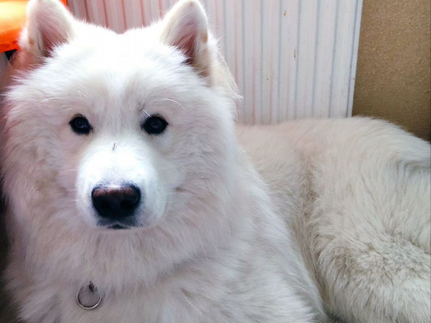 Собака