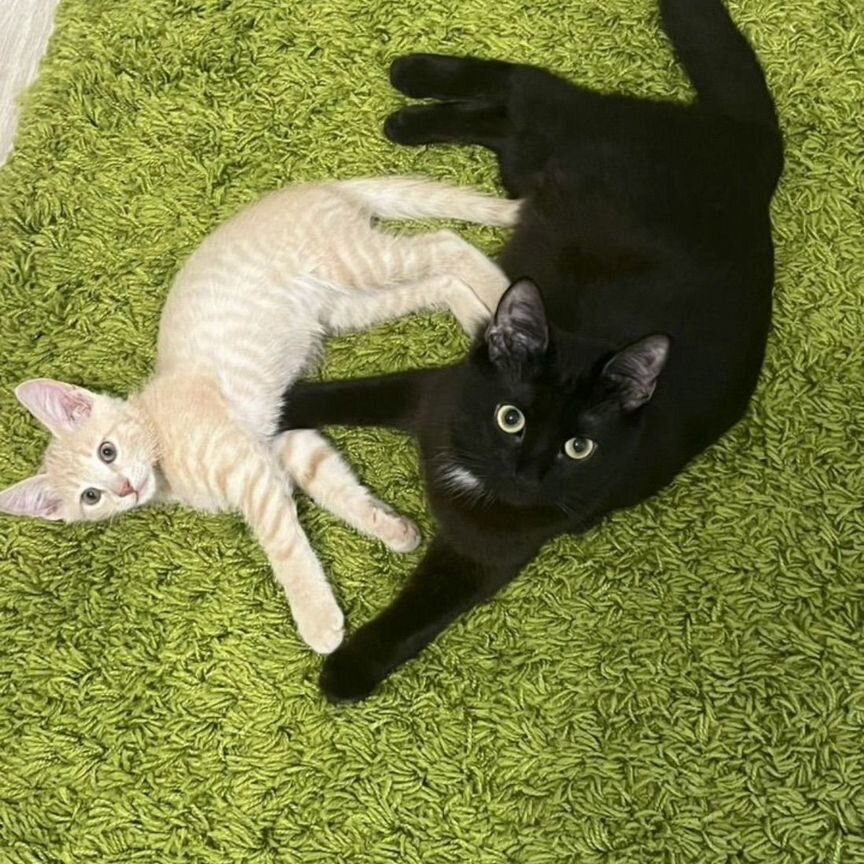 Коты могут оказаться на улице