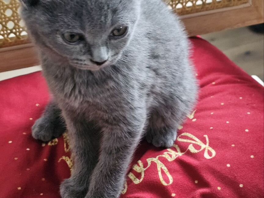 Британский котик