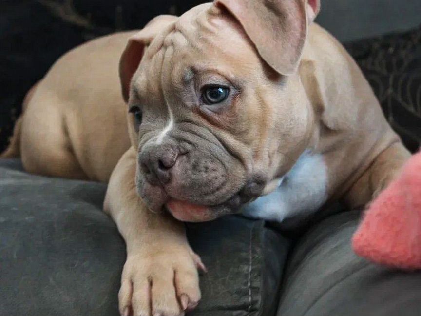 Щенок булли