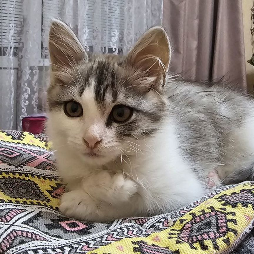 Котенок,котик,мальчик,4 месяца