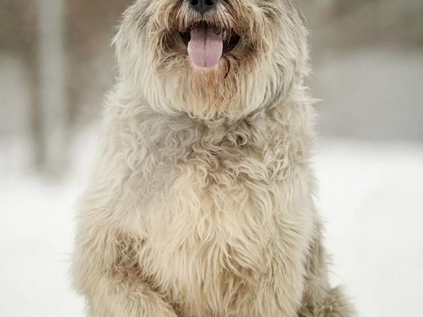 Собака в добрые руки отдам бесплатно