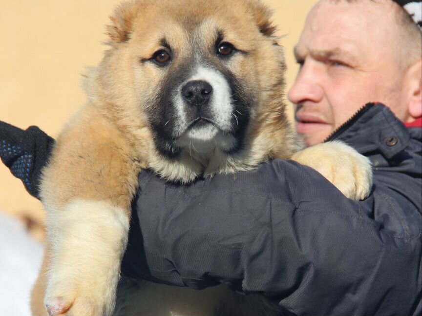 3 девочки. Среднеазиатская овчарка