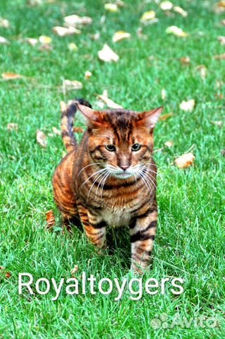 Котёнок тойгер