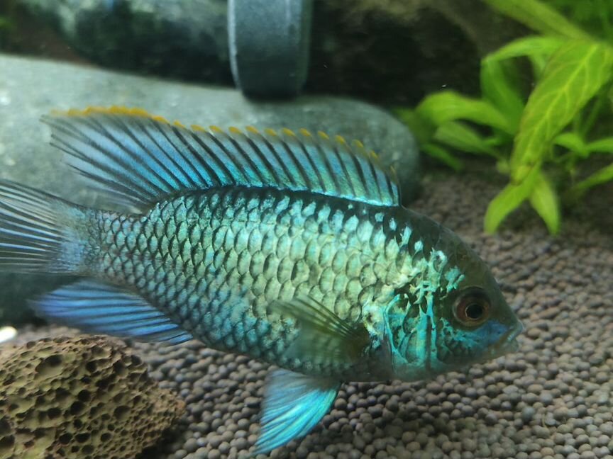 Наннакара неон