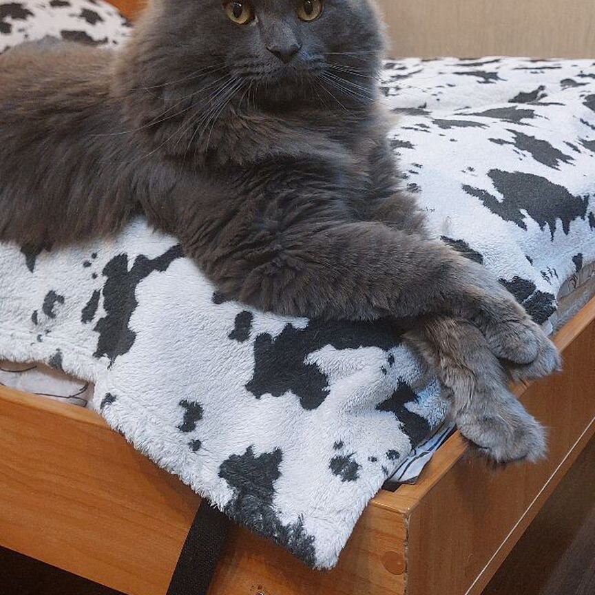 Мейн-кун вязка