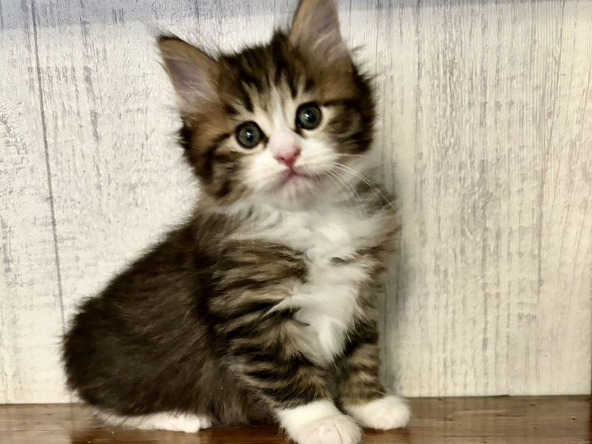 Котята Курильские бобтейлы