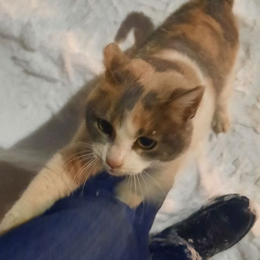 Кошка в дар