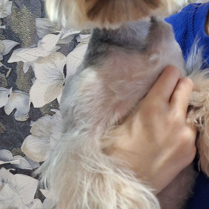 Отдам в добрые руки Йорка