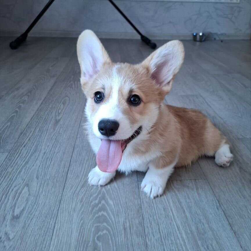 Щенок Корги в Казани