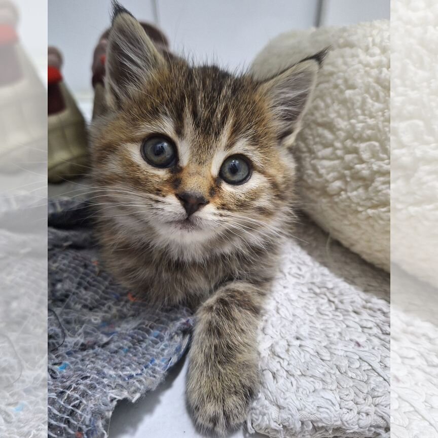 Пушистый котёнок, девочка ищет дом