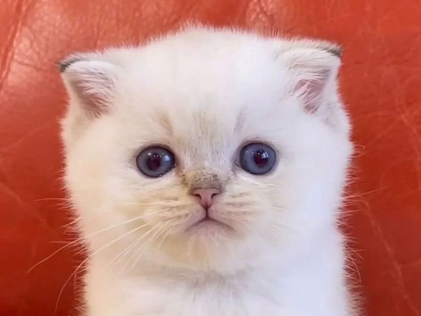 Вислоухий Шотландский котенок 1,5 мес Голубоглазый