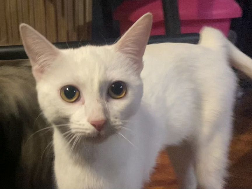 Белая кошка