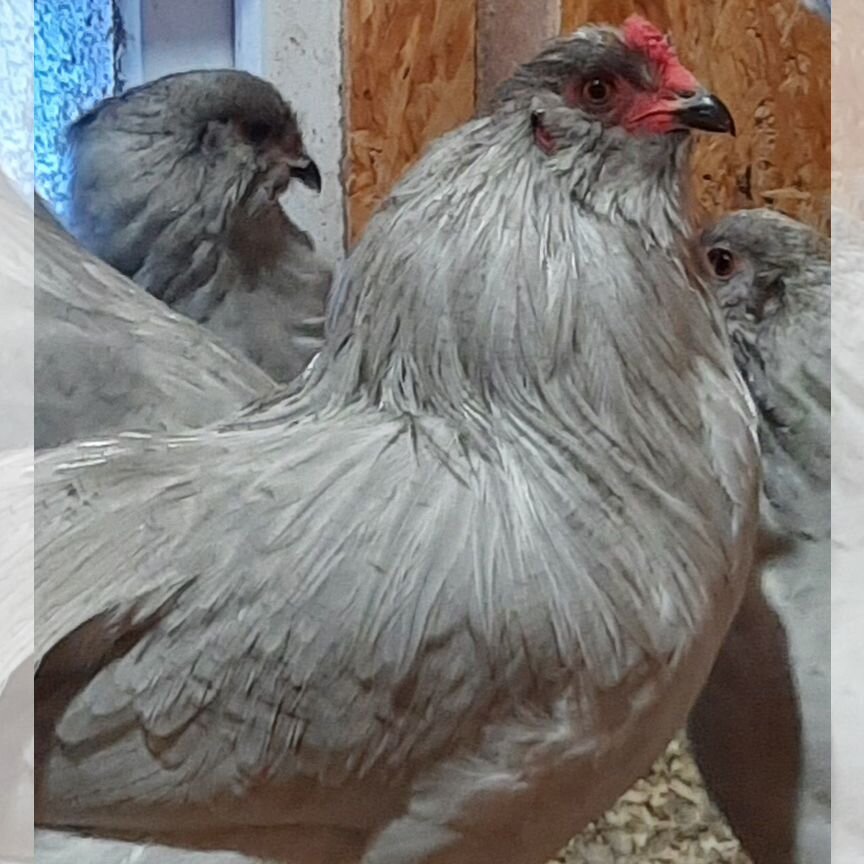 Амераукана "Лаванда" молодые петушки