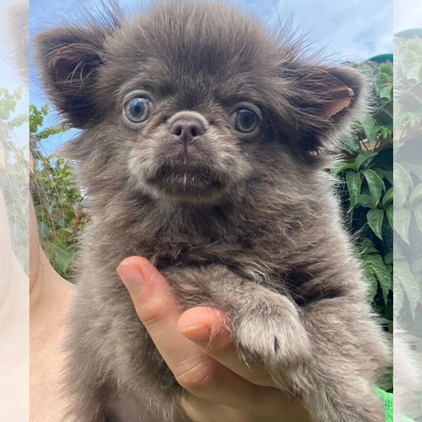 Неземной красоты девочка -Бейлиз