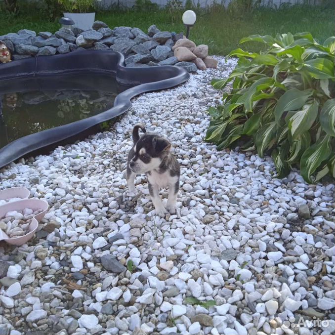 Маленькая собака той-терьер