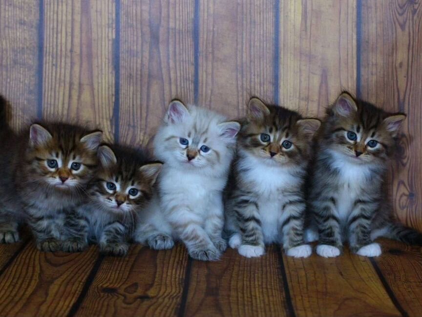 Норвежские лесные котята