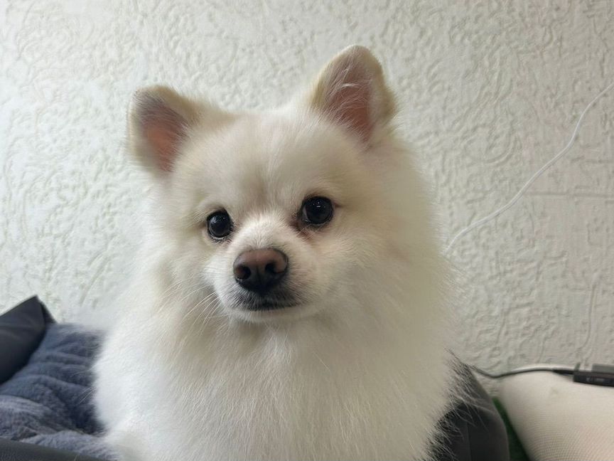 Шпиц на вязку