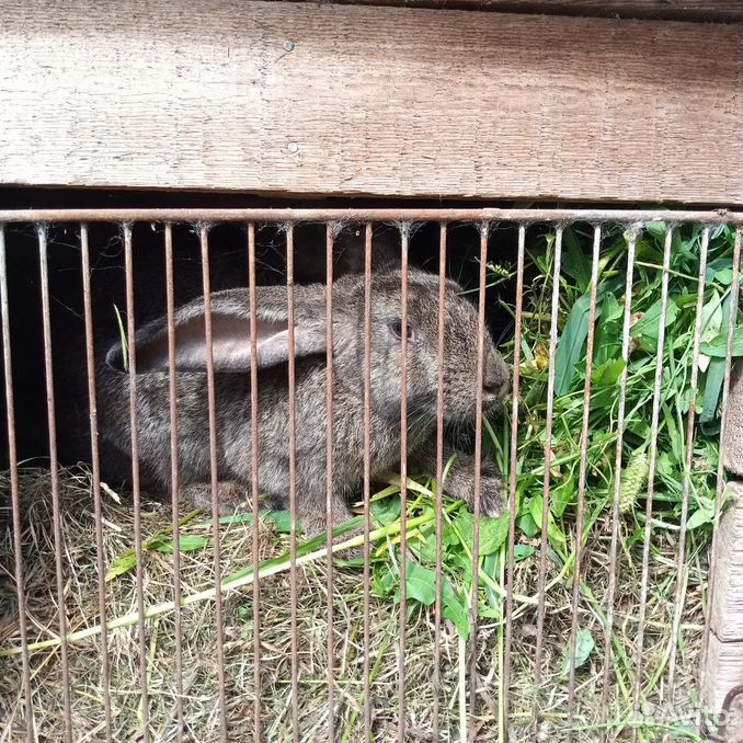 Кролики фландр